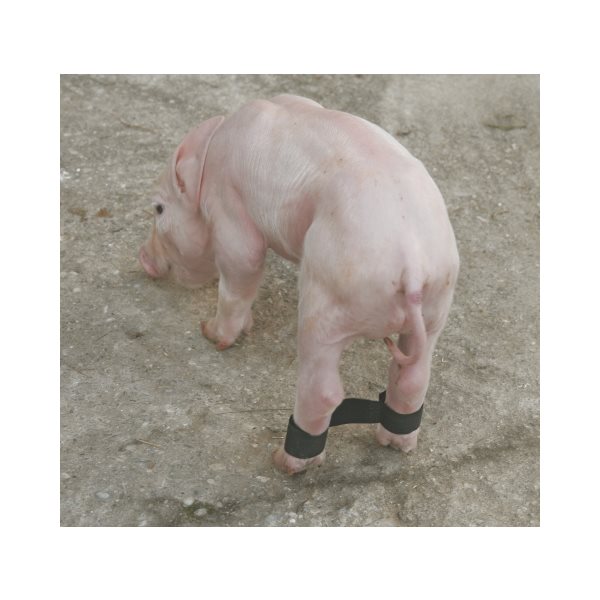 Plastic hobble for piglet velcro pk / 12